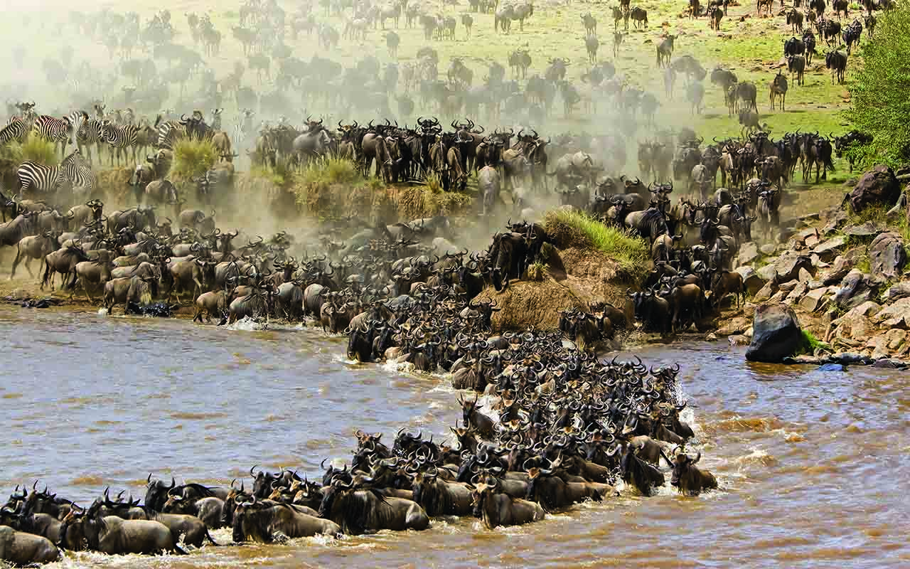 Safari de 8 días La gran migración - Sensation of Africa